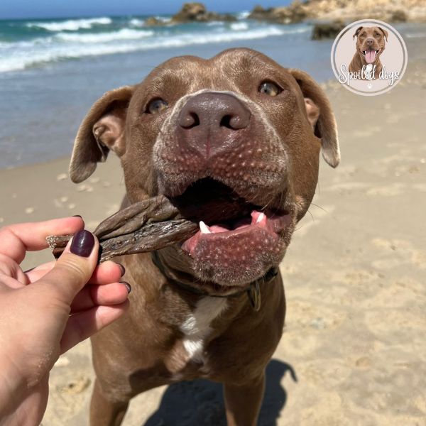 לקוחות חמודים, פרוותיים ומרוצים 🐶 Spoiled dogs חטיפים טבעיים לכלבים