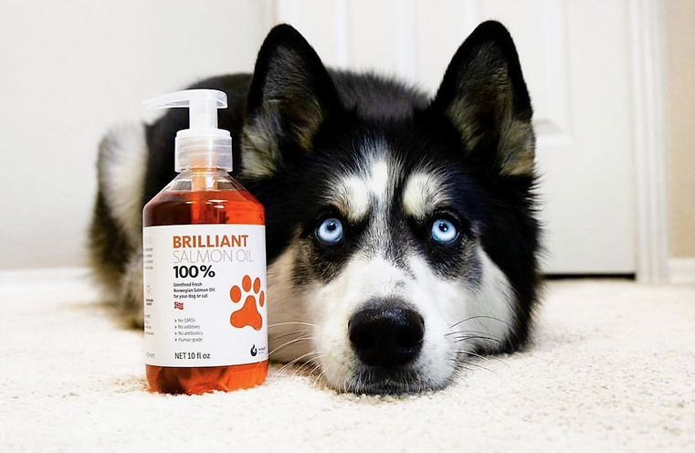 ארכיון אביזרים | Spoiled dogs